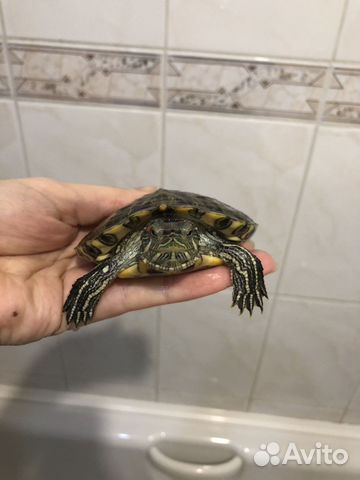 Черепаха
