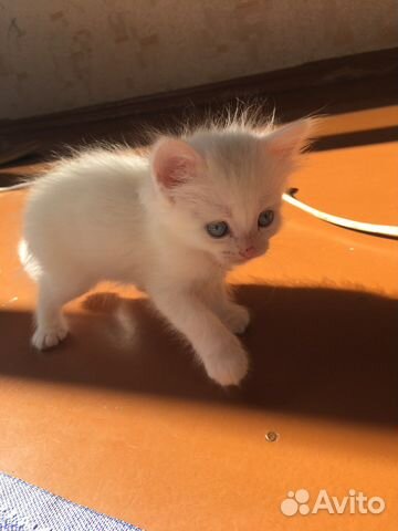 Турецкая ангора