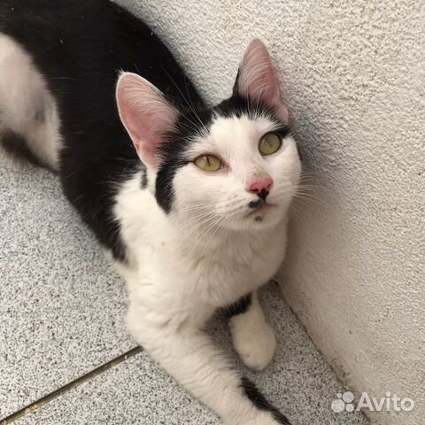 Кошка ищет дом или передержку