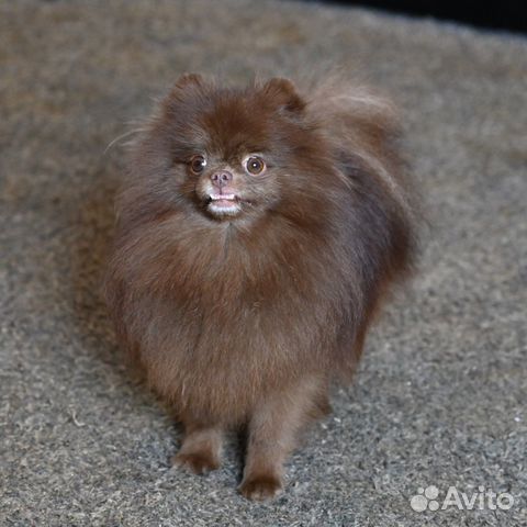 Померанский шпиц мини мишка коричневый