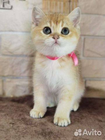 Британское золотое сокровище