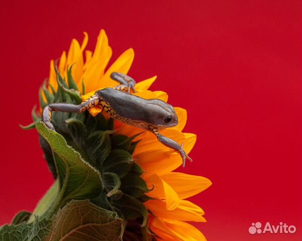 Большеголовая филломедуза (phyllomedusa megacepha