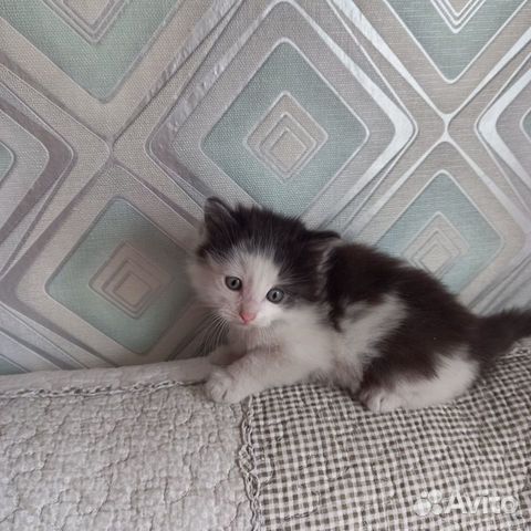 Отдам котика в добрые руки