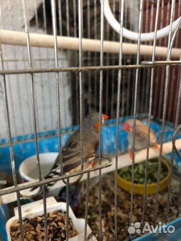 Зебровые амадины