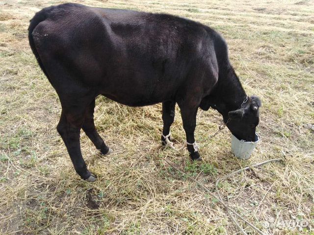 Продается телочка