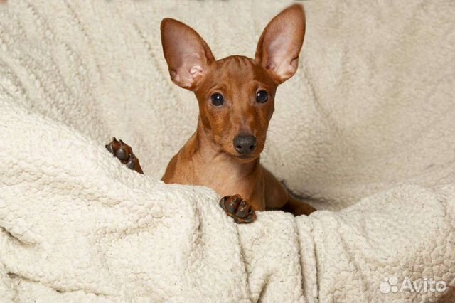 Цвергпинчер