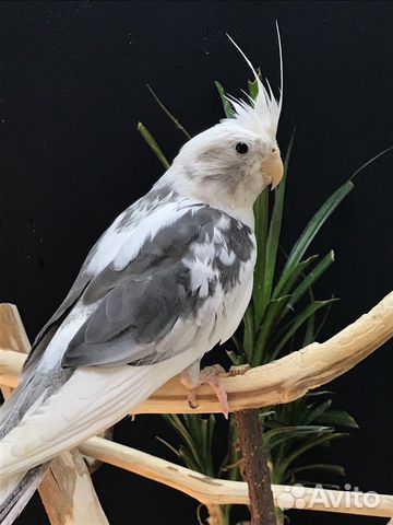 Попугай корелла самец белолицый (безщекий)