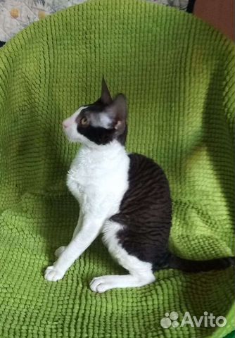 Корниш-рекс