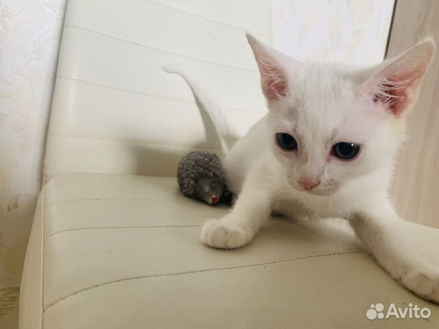 Котёнок «белая жемчужина» в добрые руки