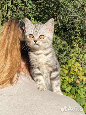 Шотландские мраморные котята