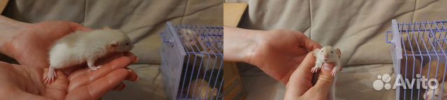 Крысята дамбо,ручные