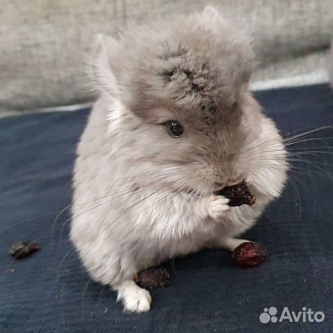 Фиолетовый ангорский шиншилленок девочка (2 мес)