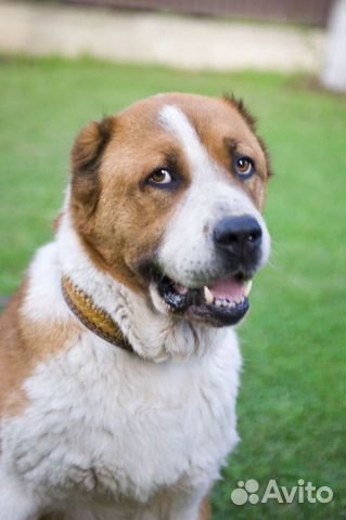 Алабай Сандра в добрые руки