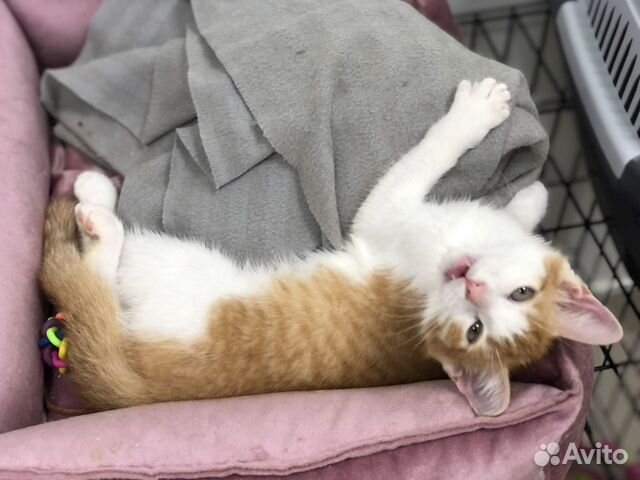 Рыженький ласковый малыш ищет дом