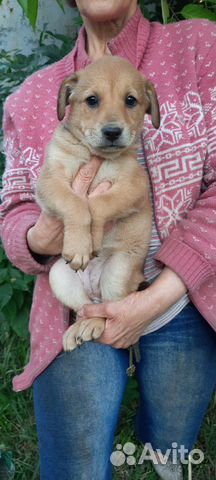 Щенок в добрые руки