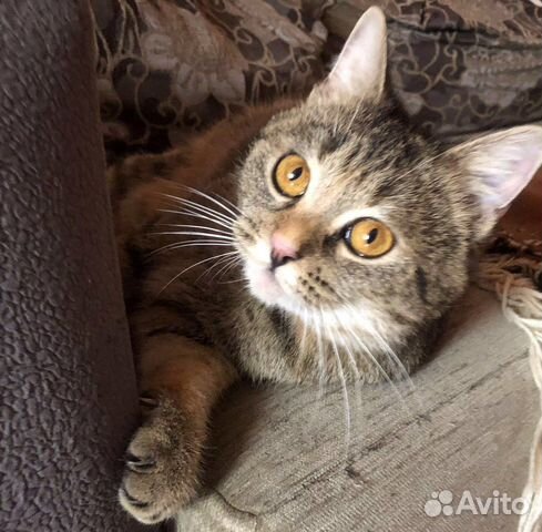 Сиерилизованная Синди ищет дом