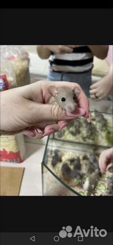 Крысята дамбо