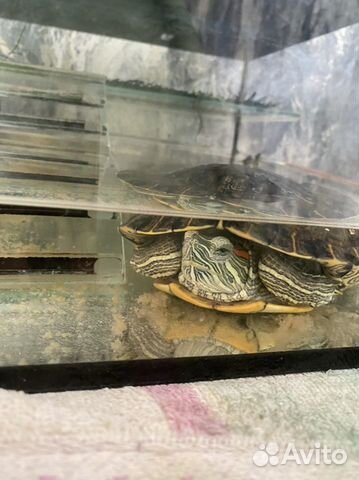 Красноухая черепаха