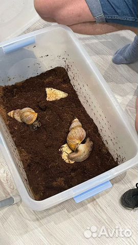 Отдам бесплатно улиток ахатин