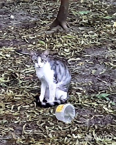 24.07 кошка идёт на улицу, нужен дом