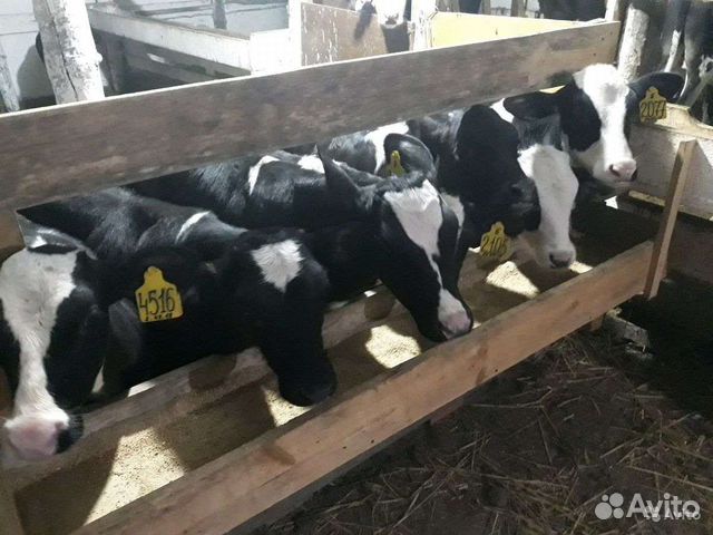 Бычки и телята