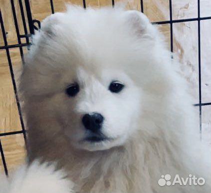 Самоед - шик, блеск, красота