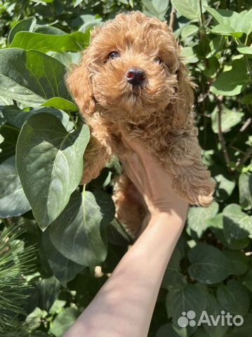 Той-пудель кукольная девочка