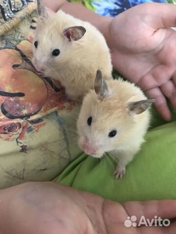 Сирийские хомяки малыши