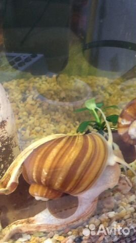 Улитки ампулярии