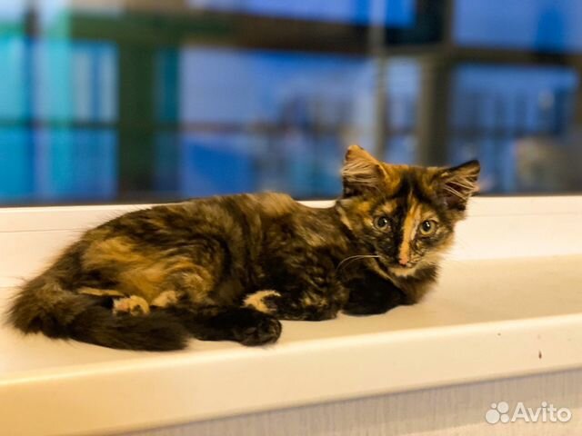 Котенок. Кыска - мурыска