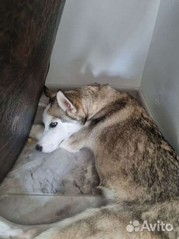 Найден щенок хаски