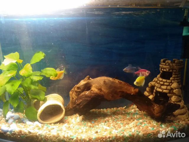 Аквариумные рыбки 9 штук