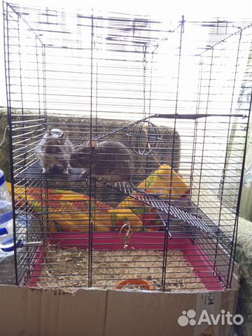 Чилийская белка дегу