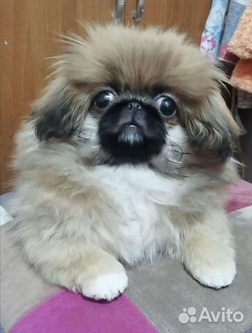 Щенки пекинеса