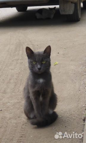 Котенок подросток серого цвета, с галстуком)