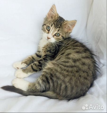 Маленький Чижик в поисках семьи