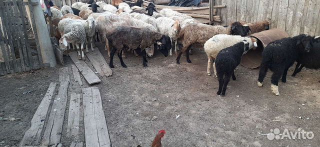 Оцвы ягнята