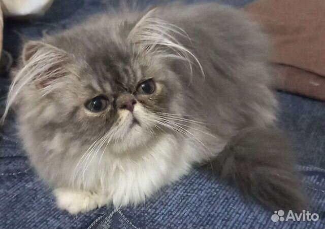 Персидский Луч солнца (Жанар)