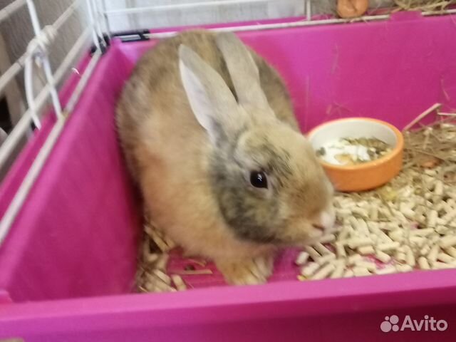 Декоративный кролик с клеткой