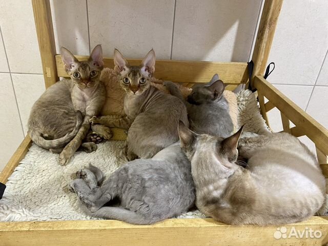 Девон-рекс тигрики и не только