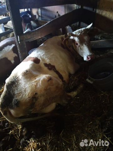 Корова и телёнок