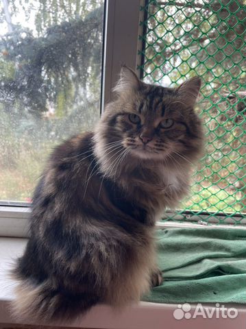 Ласковая кошка Кира ищет дом