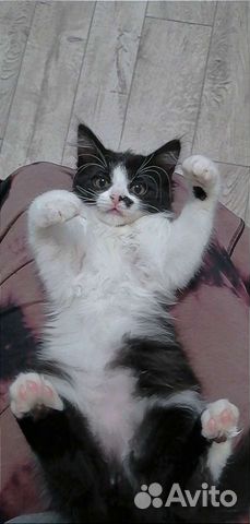 Кошка в дар