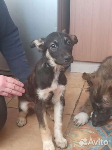 Чудесная комнатная собачка