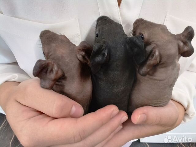 Морские свинки скинни мальчики