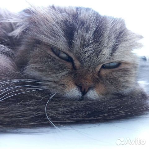 Кошка вислоухая хайленд-холд