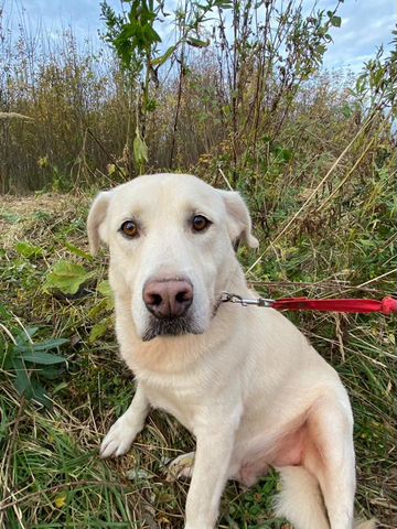 Метис лабрадора в дар