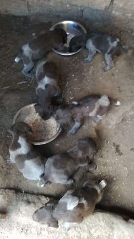 Дратхаара щенки