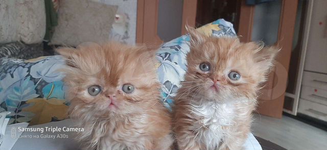 Персидские котята 1мес. 10дней