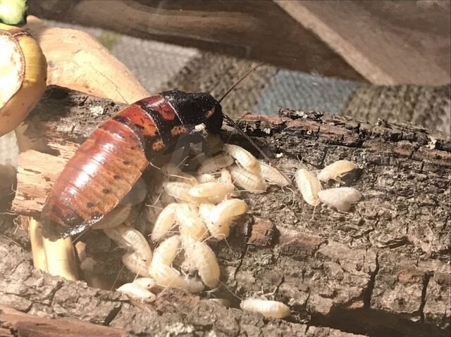 Мадагаскарские шипящие тараканы